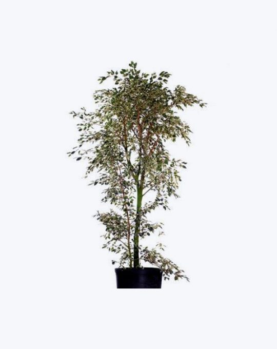 Ficus Star Light – Vivero Musacco